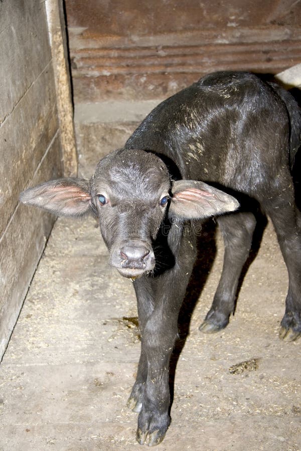 Buffalo Calf Picture. Image: 6489233