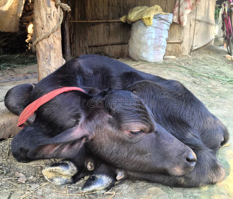Buffalo calf stock image. Image of siesta, calf, animallove - 79043741