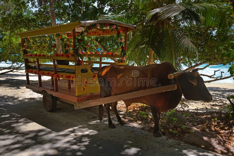Buffalo cart stock image. Image of waggon, domesticated - 5950655