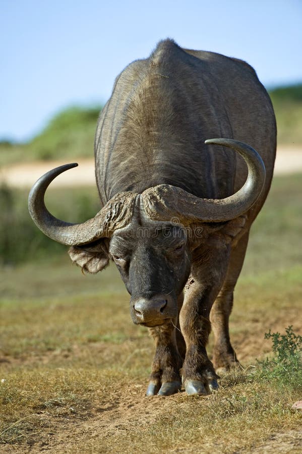 Buffalo Challenge stock photo. Image of aggressive, leader - 8893090