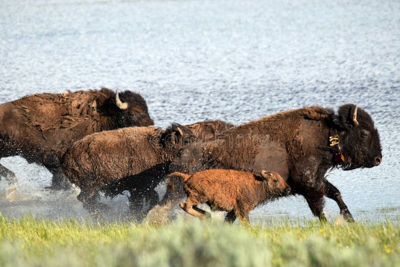 Buffalo charge stock image. Image of bison, running, herd - 73615679