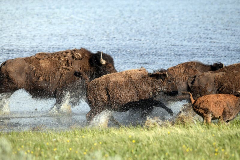 119 Bison Charge Stock Photos - Free & Royalty-Free Stock Photos from ...