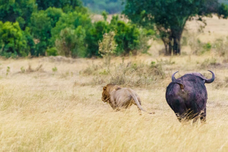 Buffalo Chasing a Lion in a Savannah in Africa Stock Image - Image of ...
