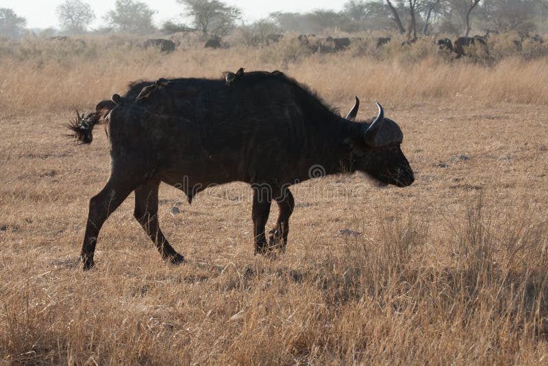 Buffalo and bird stock photo. Image of savannah, cape - 128404412