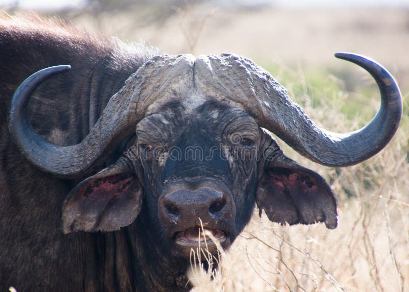 Buffalo Close Up Portrait with Strong Textures and Stock Image - Image ...
