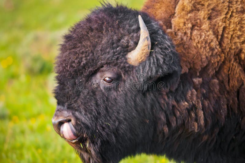 Buffalo close-up stock photo. Image of park, mammal, yellowstone - 23407728