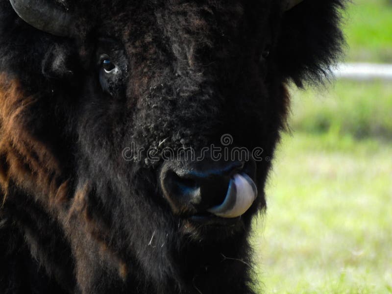 Buffalo stock photo. Image of bison, buffalo, licking - 85998854