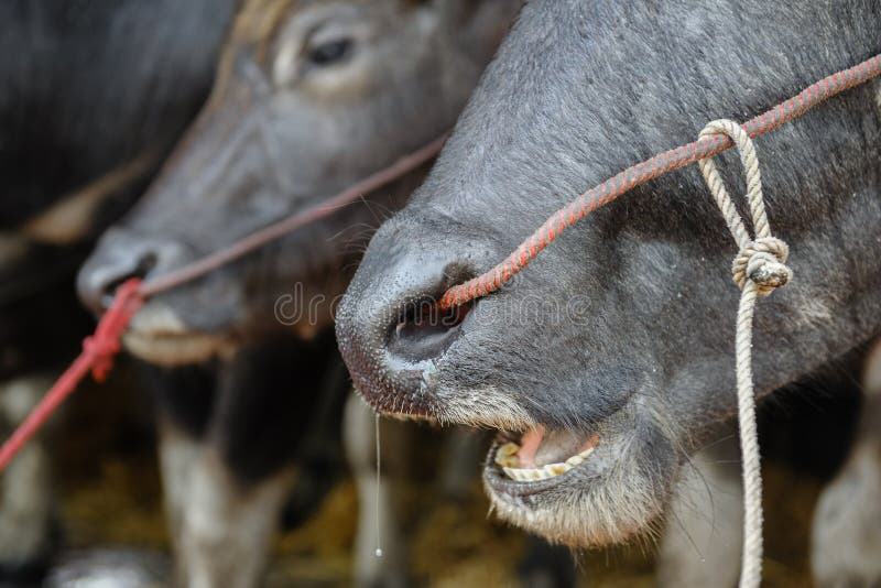 Buffalo stock photo. Image of farm, cattle, closeup, asia - 82752034