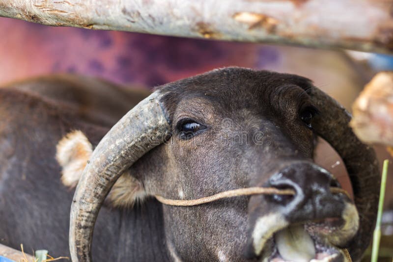 A Buffalo in Corral beside a House Farming Stock Image - Image of ...