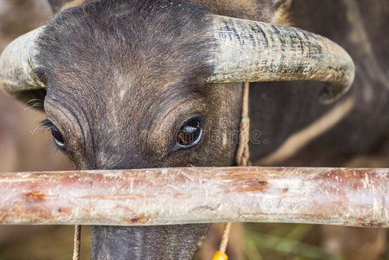 A Buffalo in Corral beside a House Farming Stock Image - Image of house ...