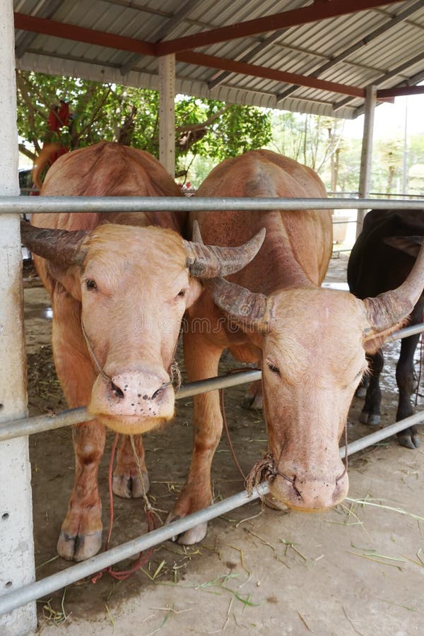 Buffalo in country farm stock image. Image of hair, mammal - 120519273