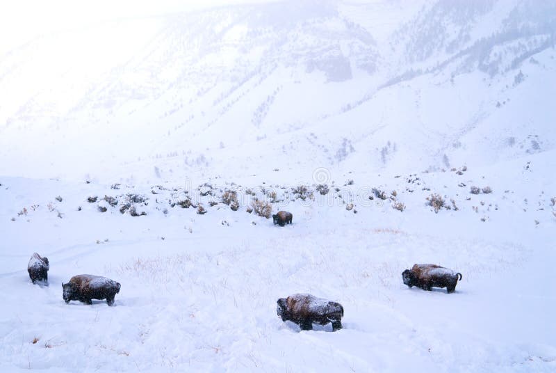 Buffalo in Winter stock image. Image of altai, ground - 20192657
