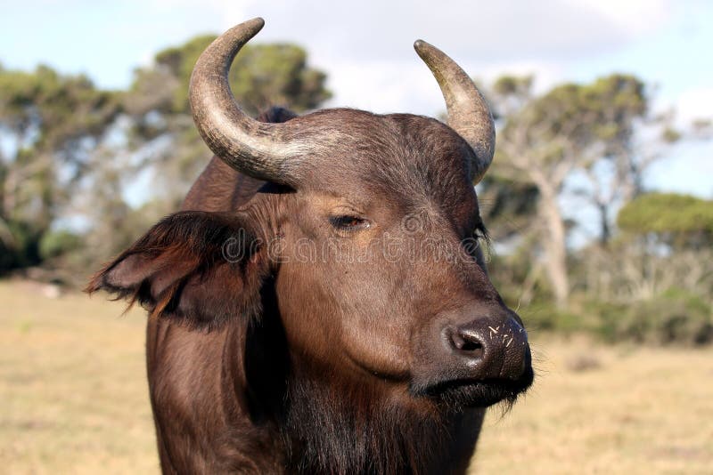 Buffalo Cow stock image. Image of snout, smelling, caripace - 13741369