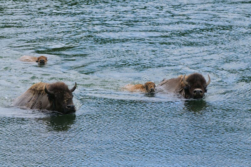 Buffalo Crossing the Yellowstone River Stock Photo - Image of river ...