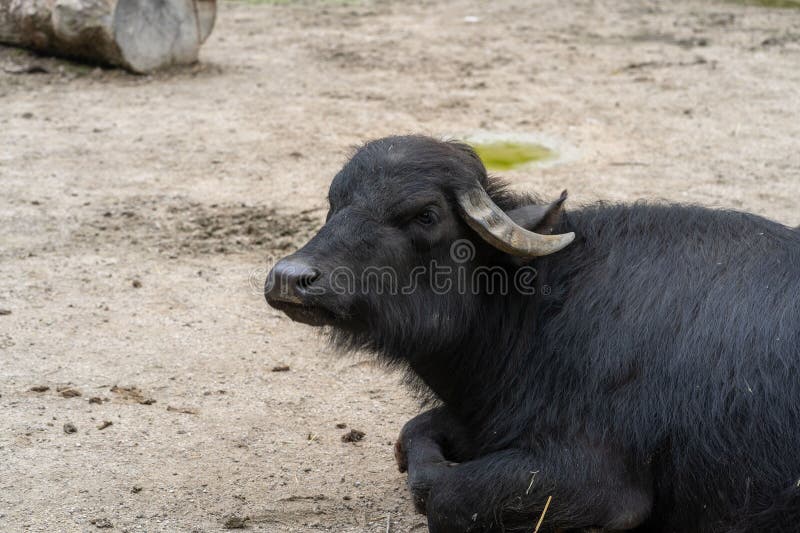 Buffalo with Distinctively Curved Horns Relaxing in a Rocky Enclosure ...