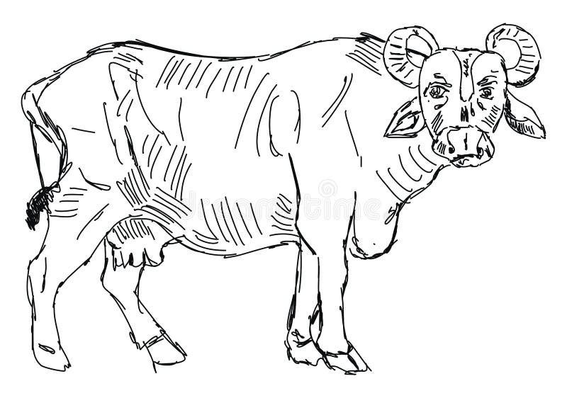 Buffalo Drawing, Illustration, Vector Stock Vector - Illustration of ...