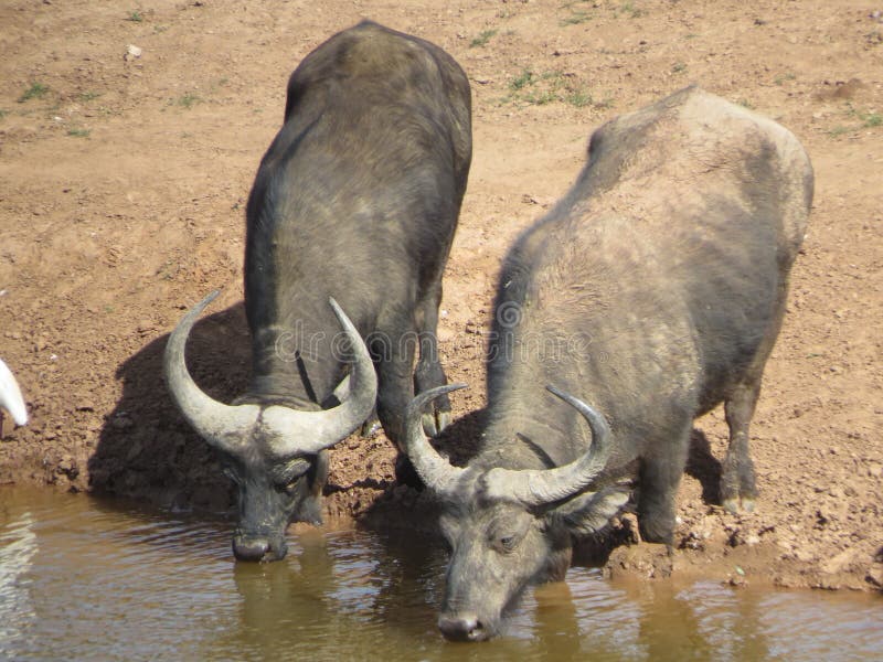 Buffalo Drinking at Water Hole Stock Image - Image of buffalo, african ...