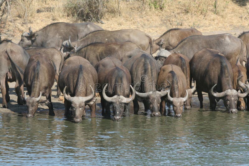 Buffalo Drunking water stock photo. Image of holiday, safari - 7323418