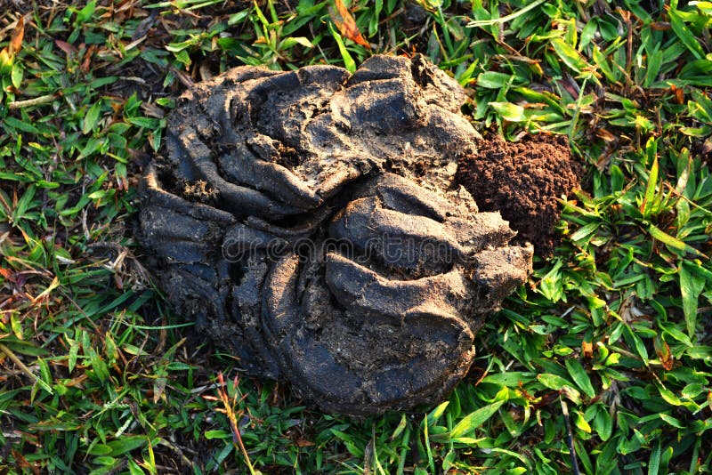 162 Buffalo Feces Stock Photos - Free & Royalty-Free Stock Photos from ...