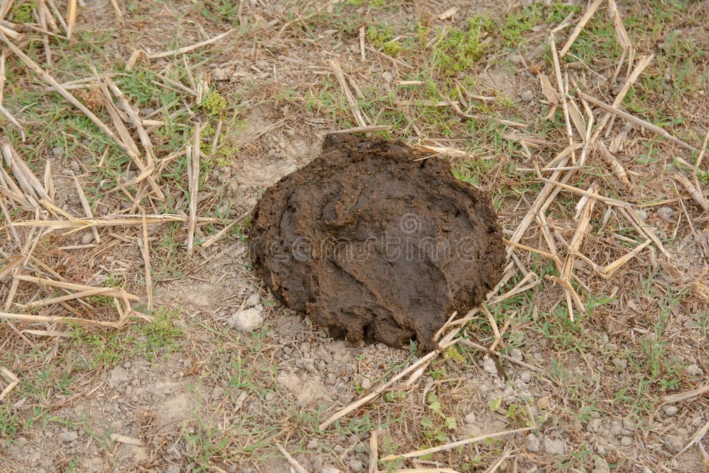 Buffalo Dung in Rice Fields Stock Image - Image of fuel, heap: 154531007
