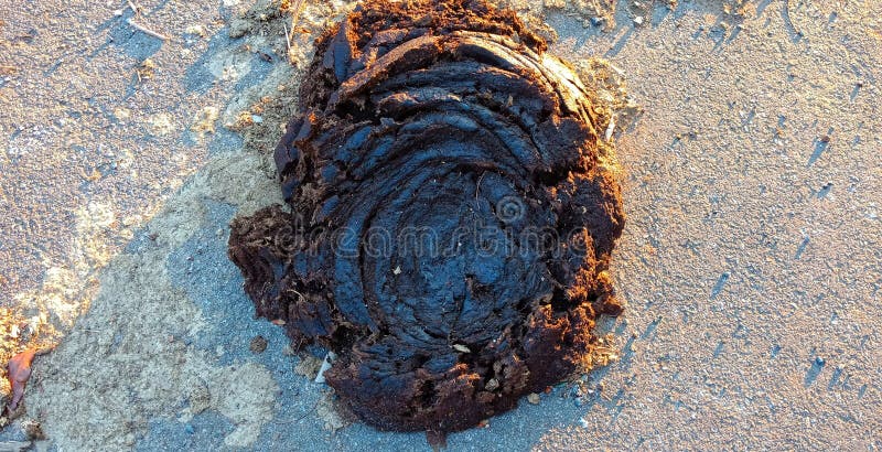 Buffalo Dung on the Road with Sunlight. Stock Image - Image of fecal ...