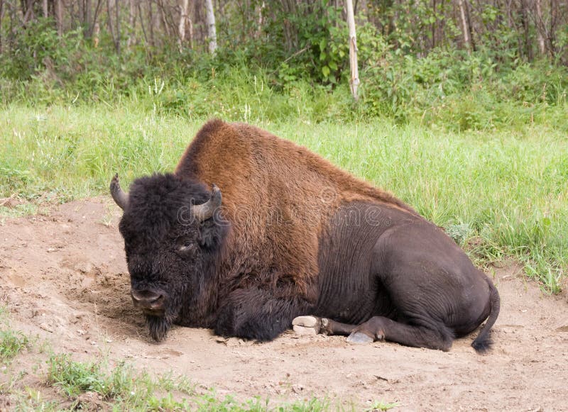 Buffalo in a dust bed stock image. Image of bison, brown - 17009707
