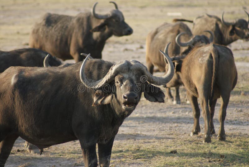 Buffalo eating stock photo. Image of africa, game, wild - 10599932