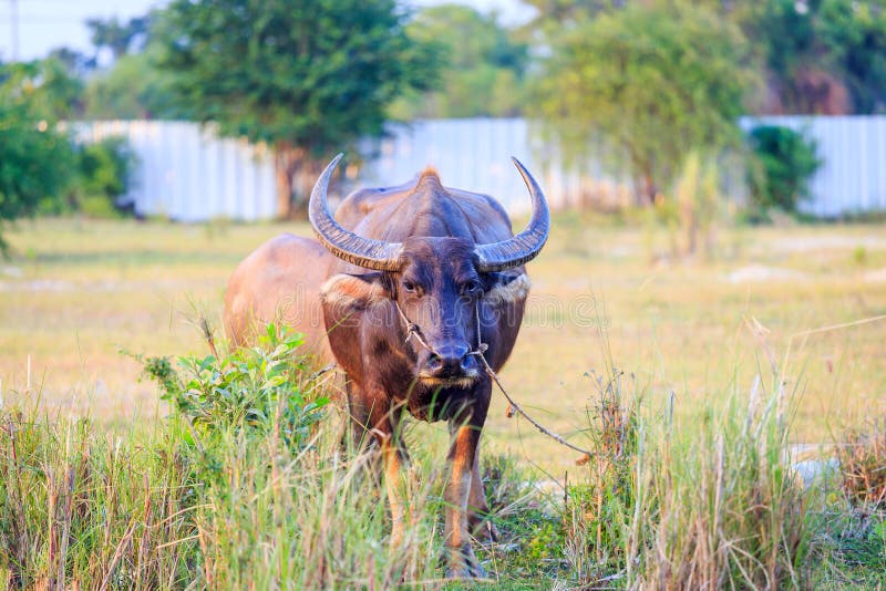 Buffalo Eating Grass in Field Stock Image - Image of farm, culture ...