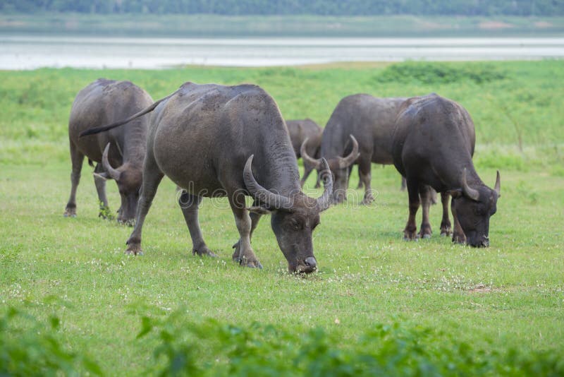Buffalo Eating Grass on the Field Stock Photo - Image of food, black ...