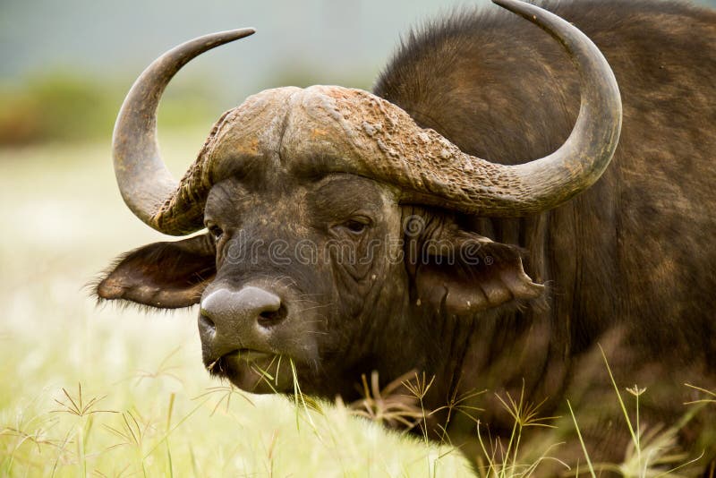 Buffalo eating stock photo. Image of boss, close, aggressive - 39774472