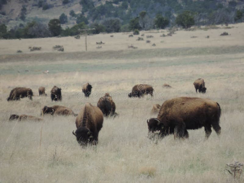 Buffalo stock image. Image of pasture, animals, sleeping - 71283905