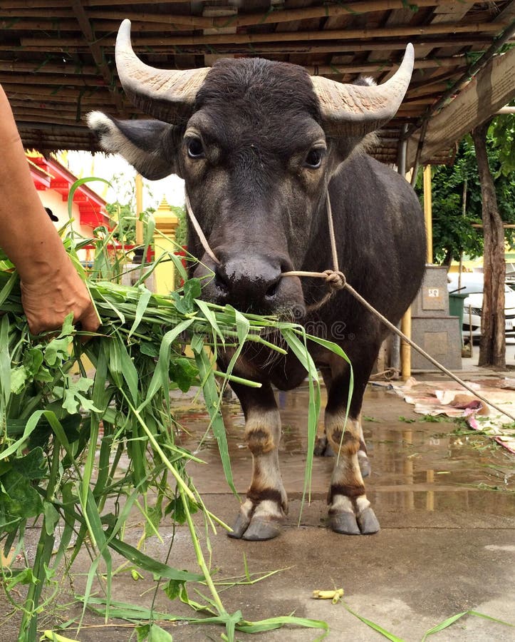 Buffalo eating vegetable stock image. Image of vegetable - 57121453