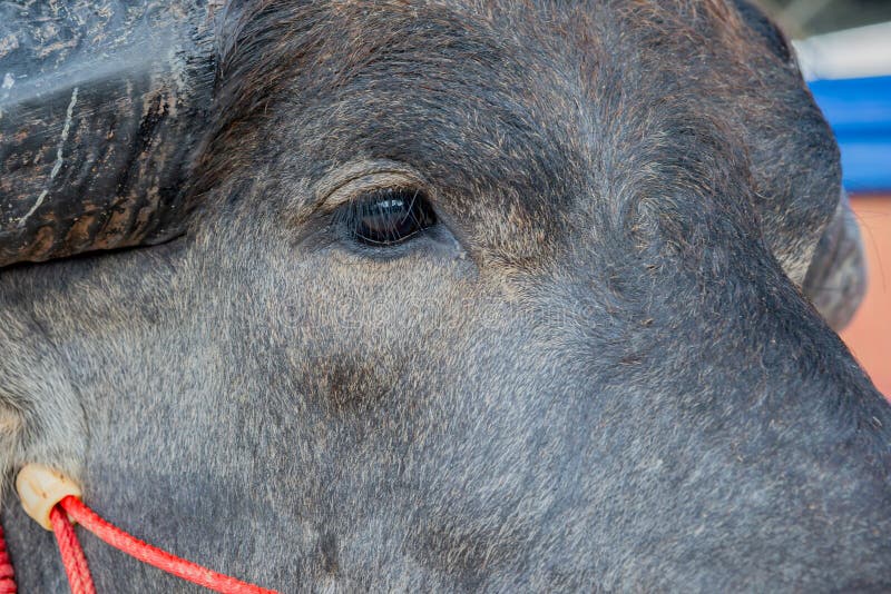 .Buffalo Eye Close Up, Water Buffalo Eye Stock Photo - Image of closeup, field: 328264972