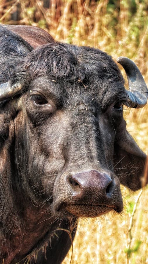 Buffalo Face Close Up Photo Stock Photo - Image of face, animal: 235866588