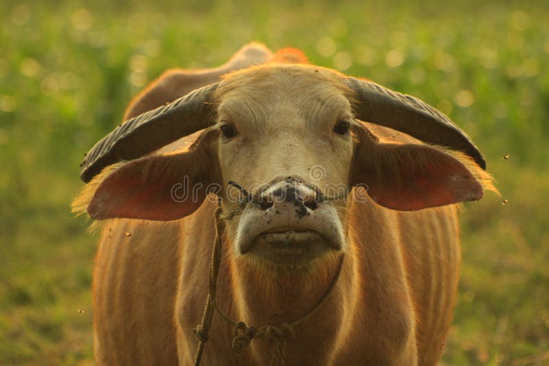 Buffalo face at stock photo. Image of thailand, beautiful - 41173428