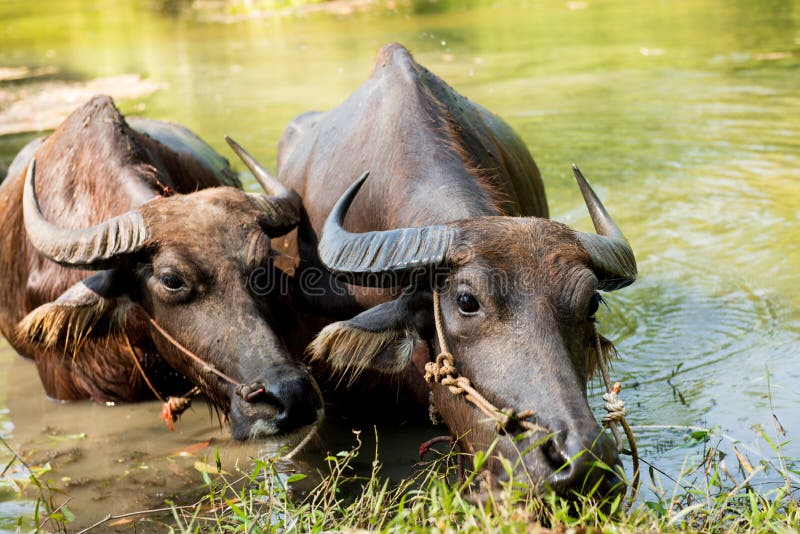 Buffalo face on the river stock image. Image of outdoor - 70038217