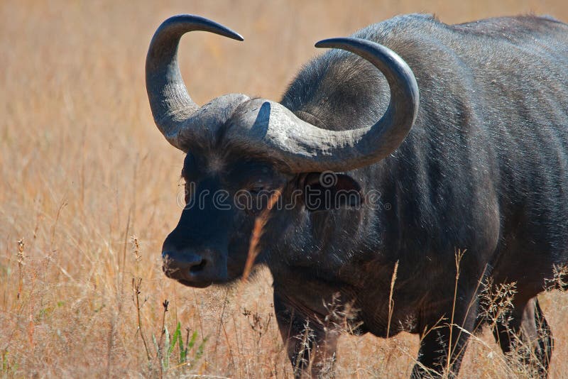 Buffalo face stock photo. Image of morning, environment - 93699542