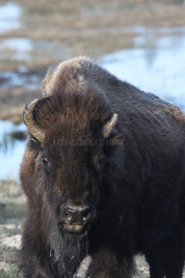 Buffalo face stock image. Image of bisons, fauna, buffalo - 96492225