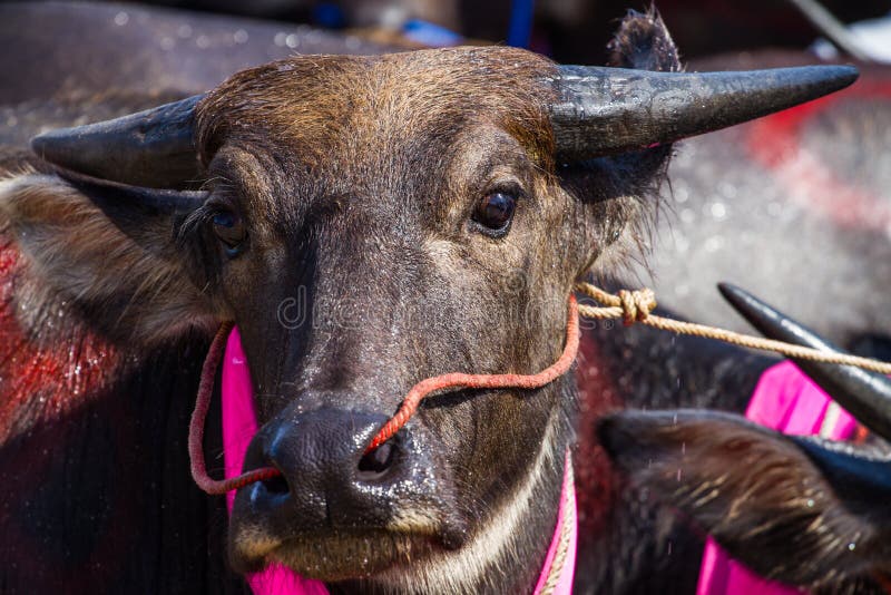 Buffalo face stock image. Image of traditional, young - 34777593