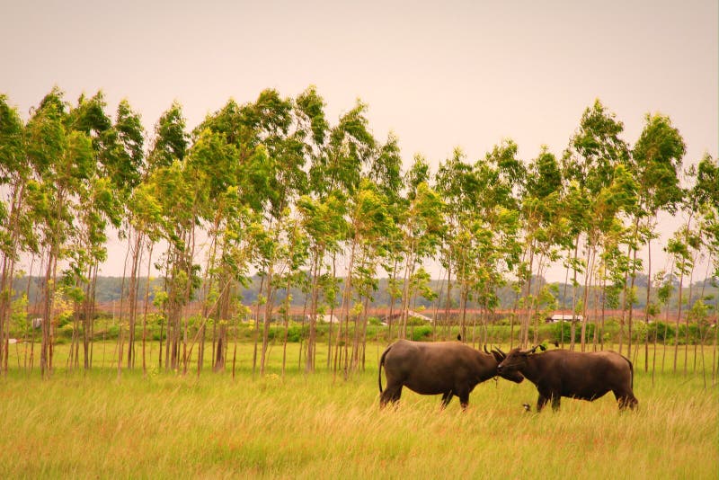 Buffalo fall in love stock image. Image of animal, fall - 60552903
