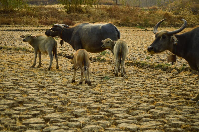 264 Fascinating Evolution Stock Photos - Free & Royalty-Free Stock ...