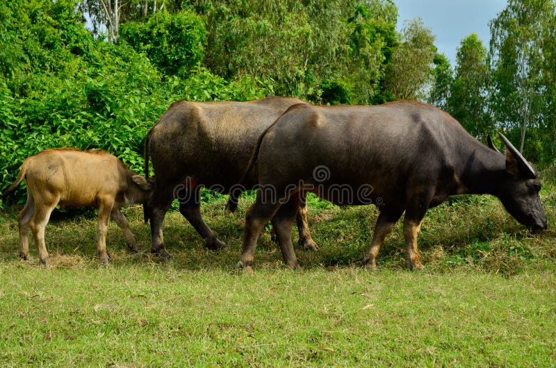 Buffalo Family stock image. Image of domestic, family - 20468743