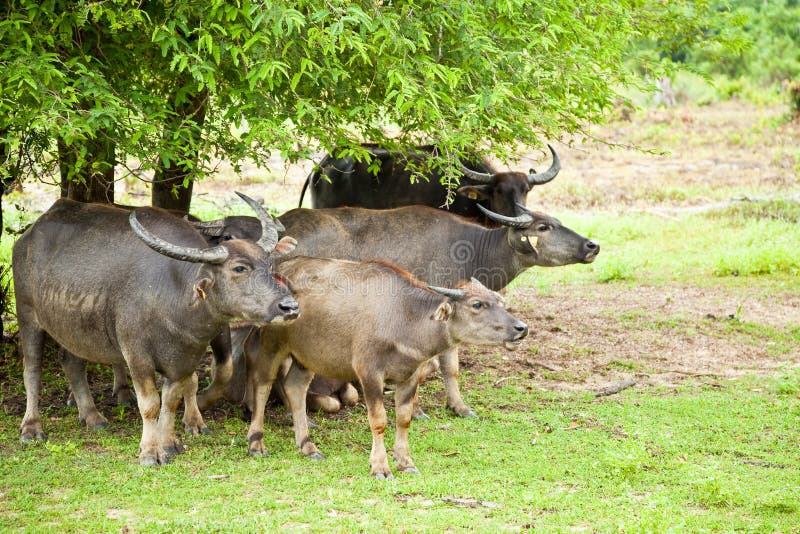 The buffalo family stock photo. Image of thailand, herd - 24665768