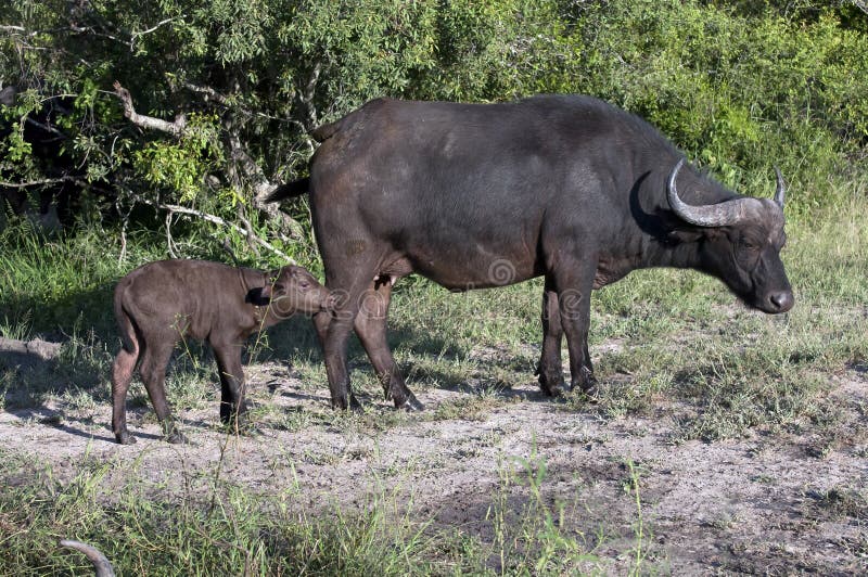 Buffalo family stock photo. Image of buffalo, enormous - 29336738