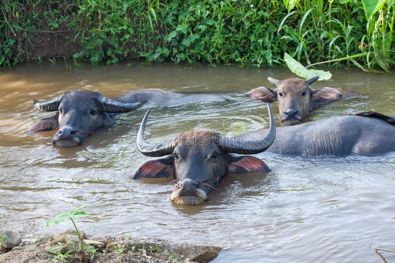 Buffalo Family in the Water. Stock Image - Image of black, family: 59324737