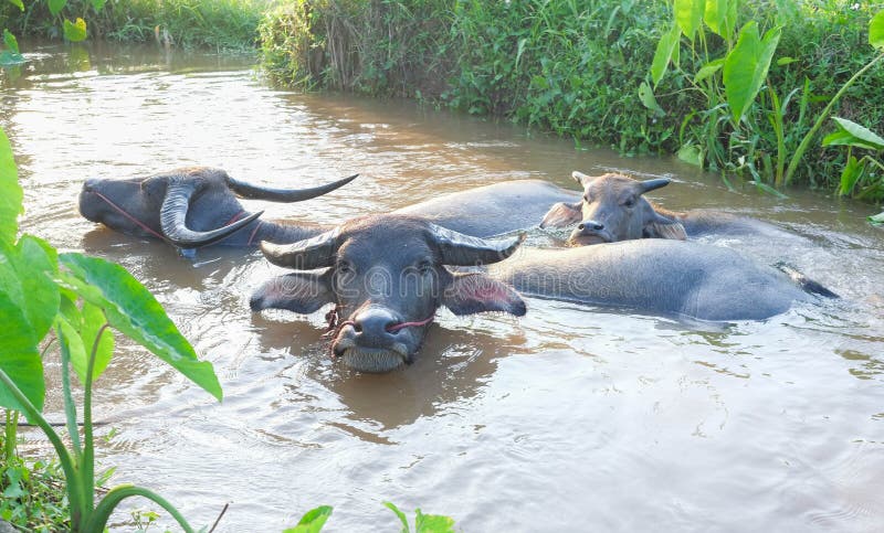 Buffalo Family in the Water. Stock Photo - Image of grass, dirty: 59489836