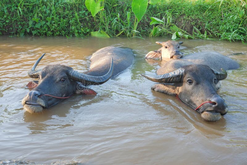 Buffalo Family in the Water. Stock Image - Image of green, grass: 59491095