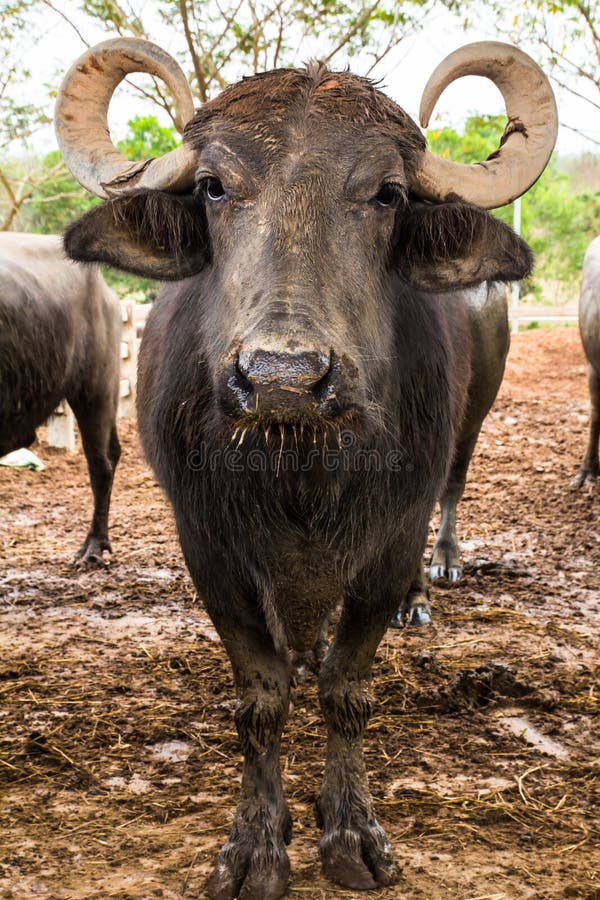 Buffalo in farm stock image. Image of farming, murrah - 29001979