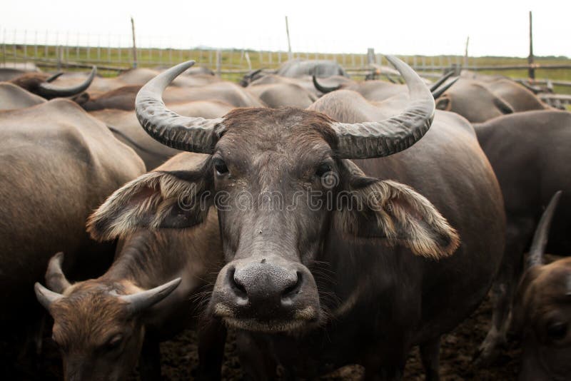 Buffalo in Farm ,Asian Thailand Stock Image - Image of black, farmers ...