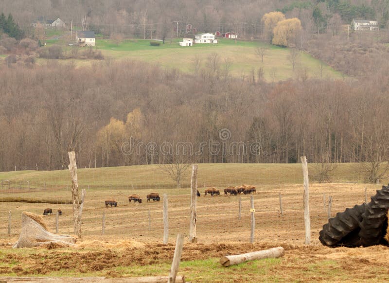 Buffalo farm stock image. Image of pasture, buffalo, scene - 40021833
